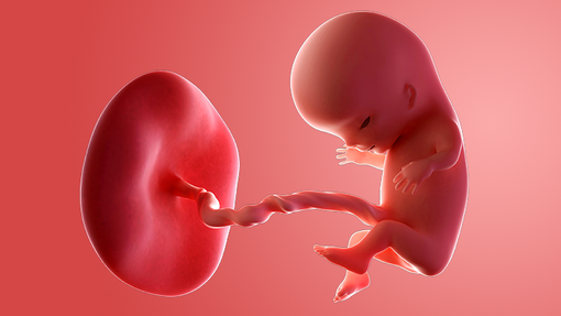 10 weeks pregnant guide - Best Start in Life - NHS