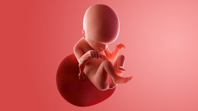 17 weeks pregnant - Week-by-week guide - NHS