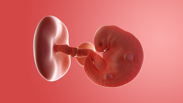 5 Weeks Pregnant - Week-by-week guide - NHS