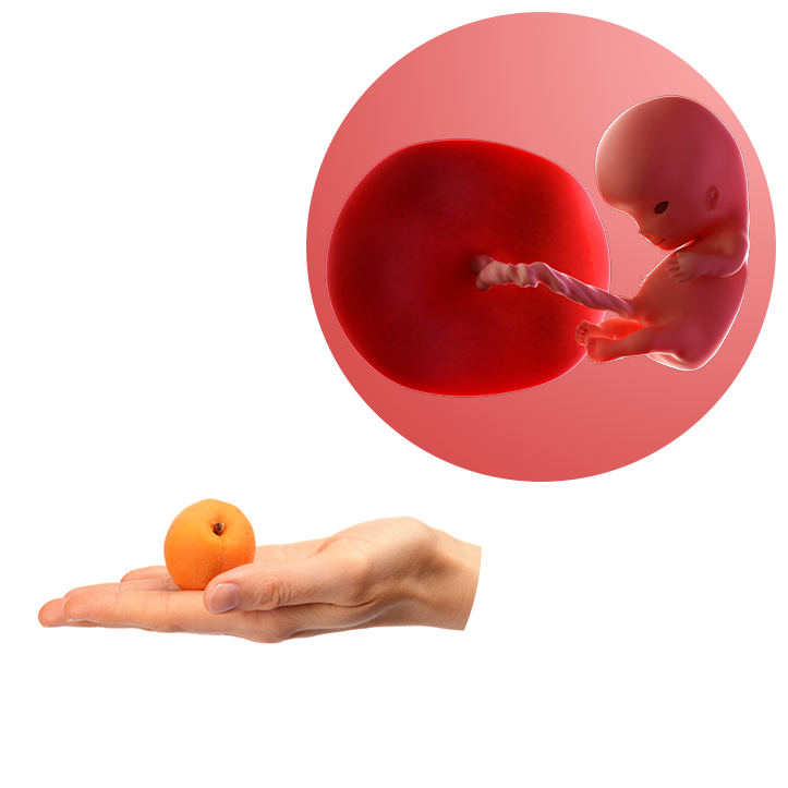 10 Weeks Pregnant - Week-by-week guide - NHS