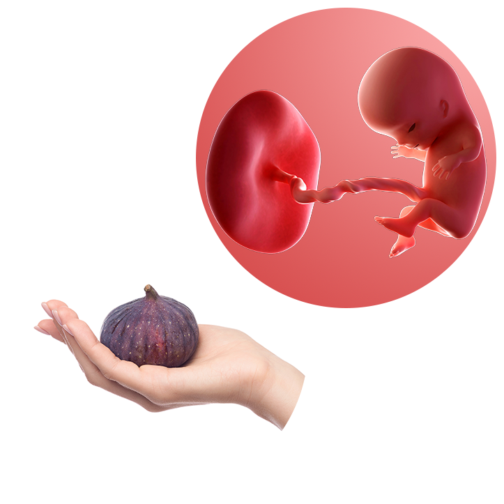 11 Weeks Pregnant - Week-by-week guide - NHS