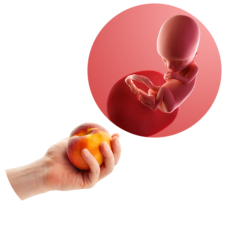 13 weeks pregnant - Week-by-week guide - NHS