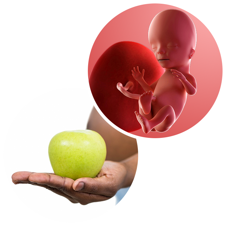 15 weeks pregnant guide - Best Start in Life - NHS