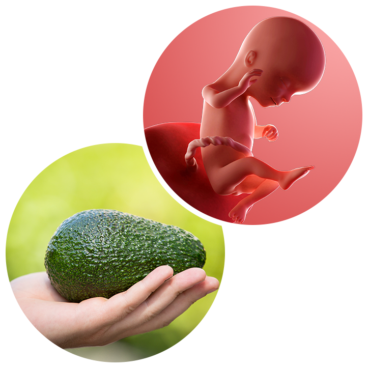 16 weeks pregnant guide - Best Start in Life - NHS