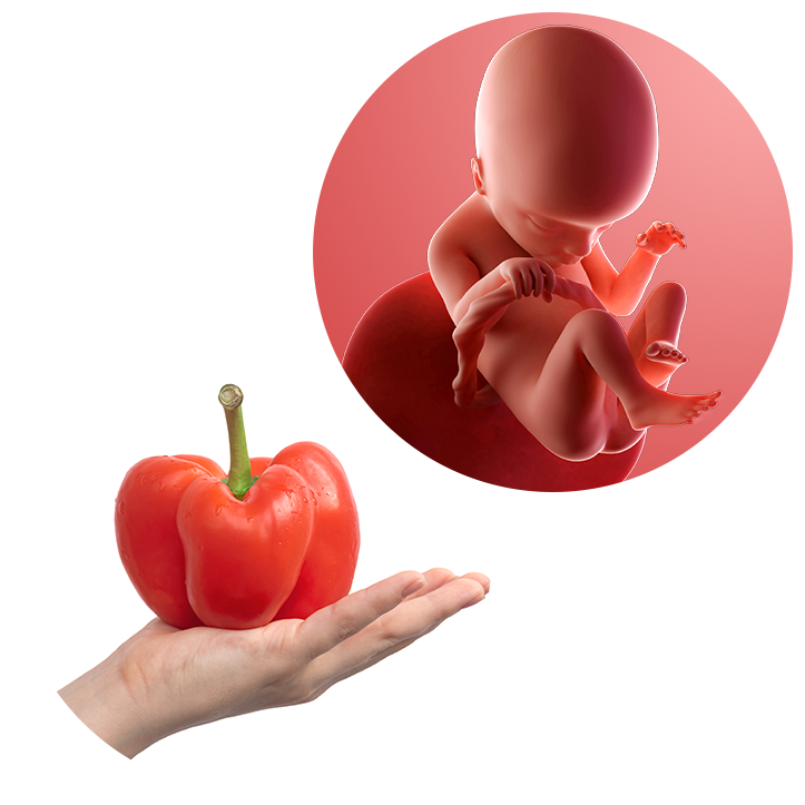 18 weeks pregnant - Week-by-week guide - NHS