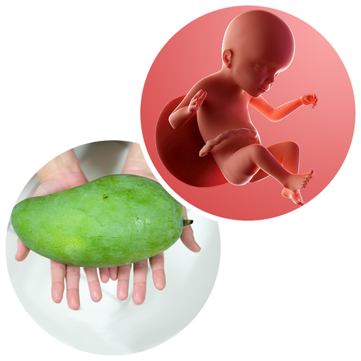 23 weeks pregnant guide - Best Start in Life - NHS