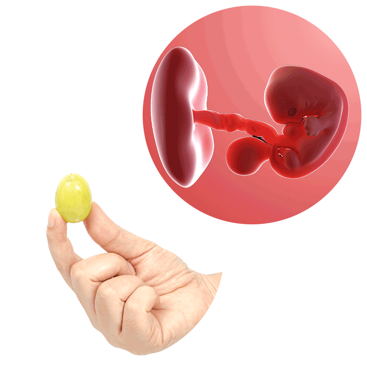 7 Weeks Pregnant - Week-by-week guide - NHS