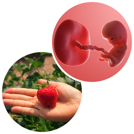 9 Weeks Pregnant - Week-by-week guide - NHS