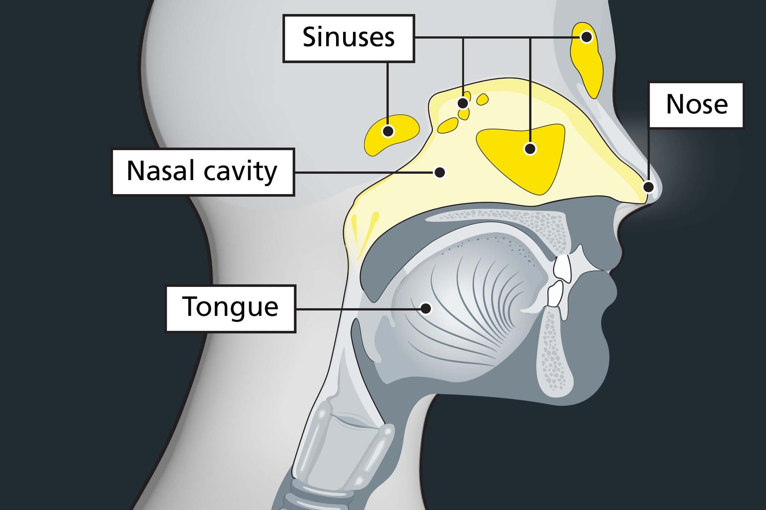 What is nasal and sinus cancer? - NHS
