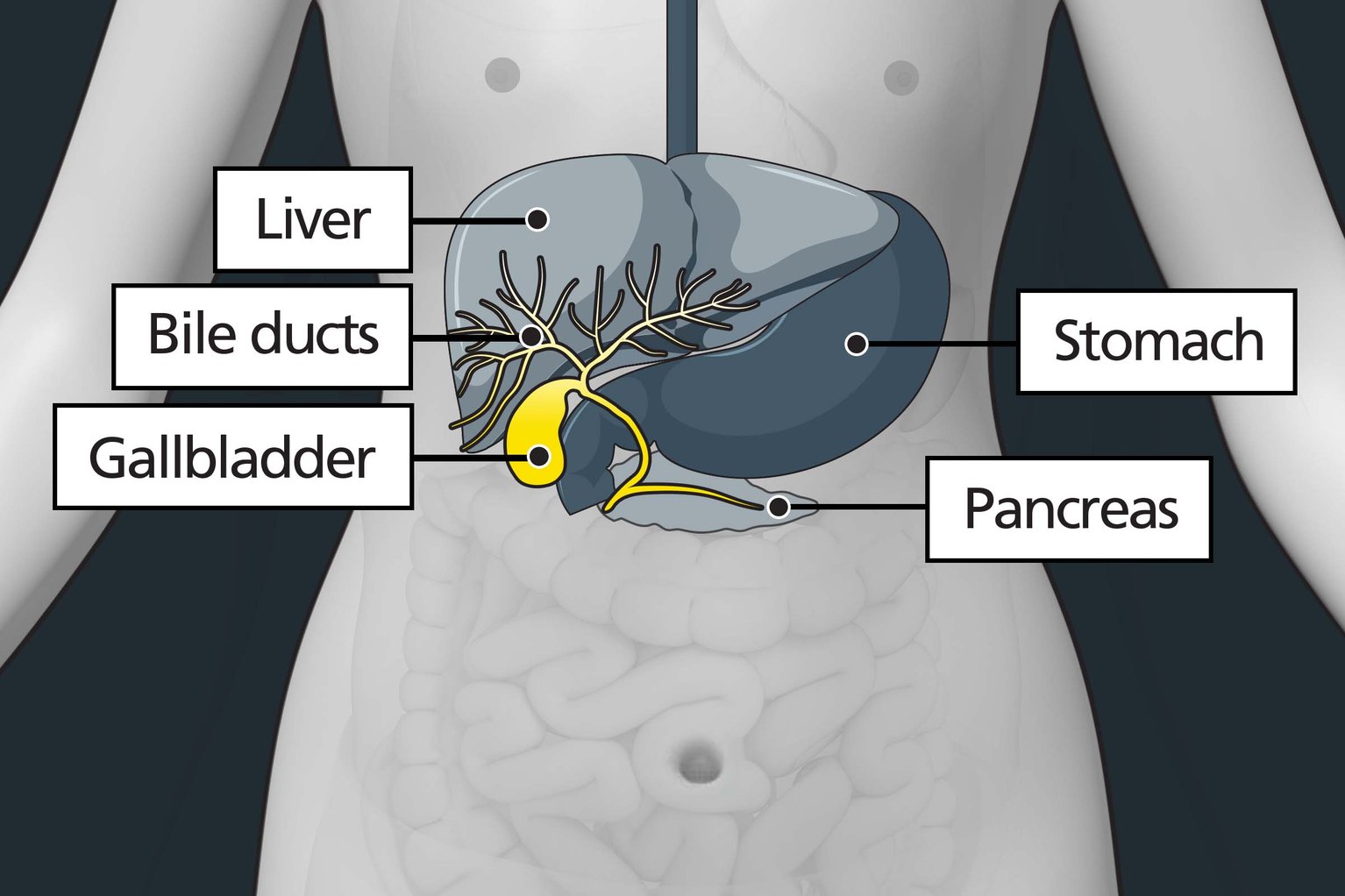 What Is Gallbladder Removal NHS What Is Gallbladder Removal NHS